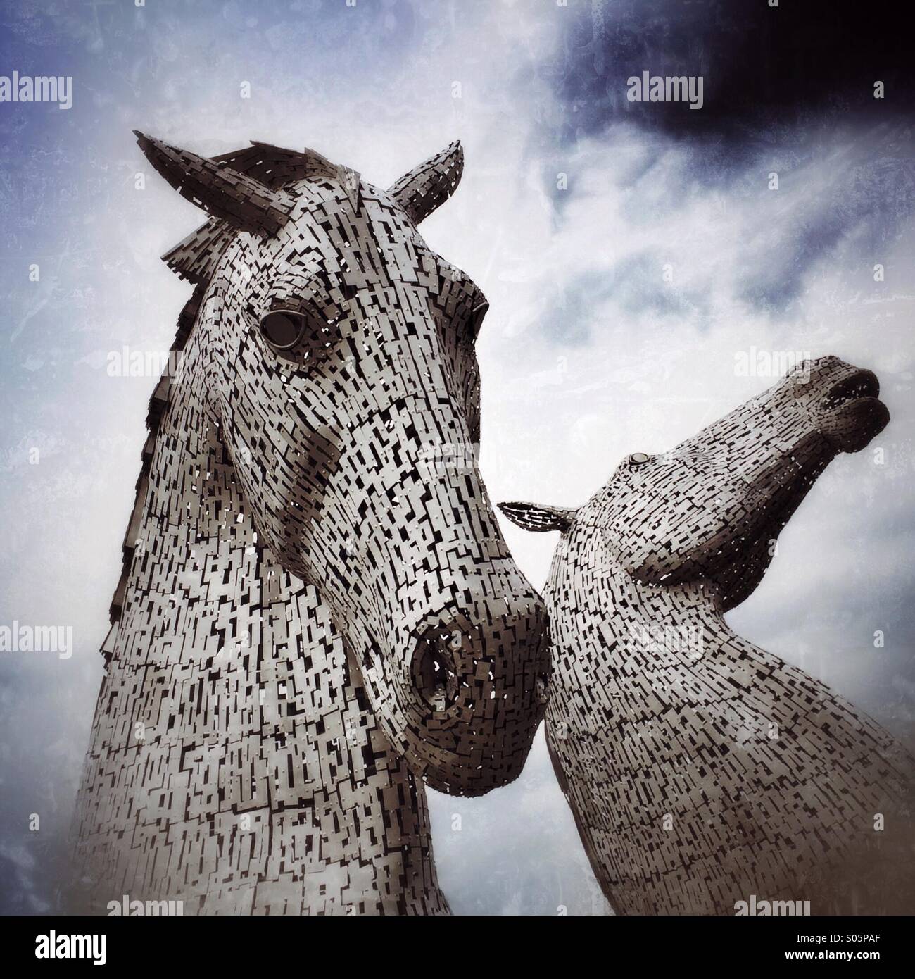 Kelpie head hi-res stock photography and images - Alamy