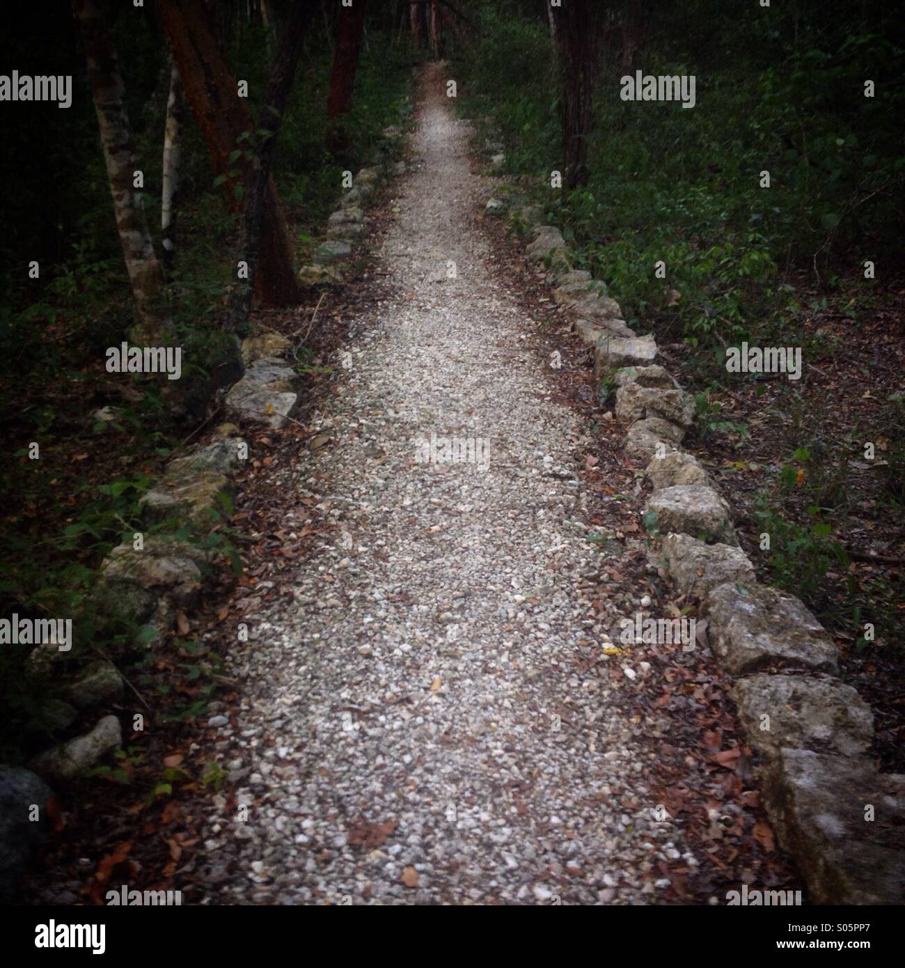 A Mayan Sacbe, meaning 'white path' in Calakmul Biosphere Reserve ...