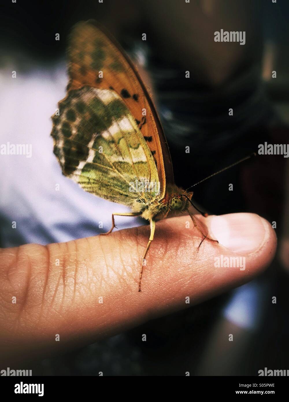 Finger and butterfly hi-res stock photography and images - Alamy