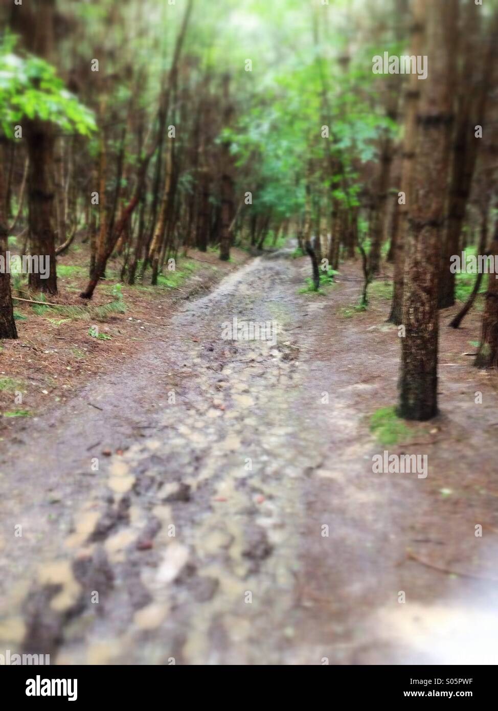 Mud path hi-res stock photography and images - Alamy