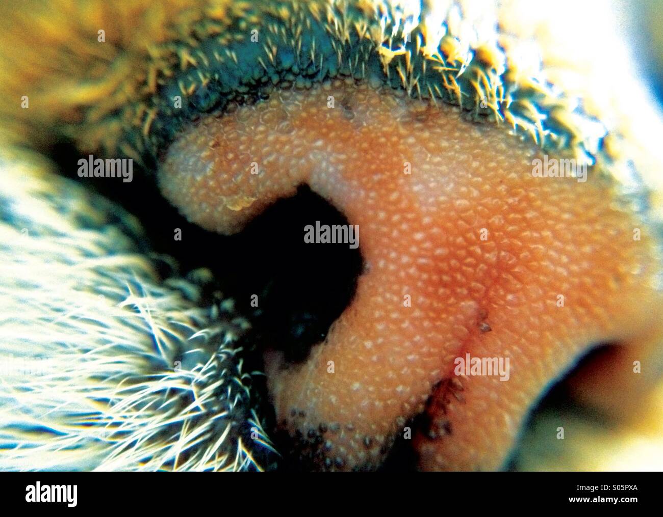 Close up of cats nose Stock Photo - Alamy