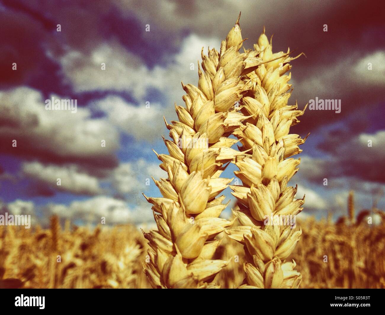 Two golden wheat ears hi-res stock photography and images - Alamy
