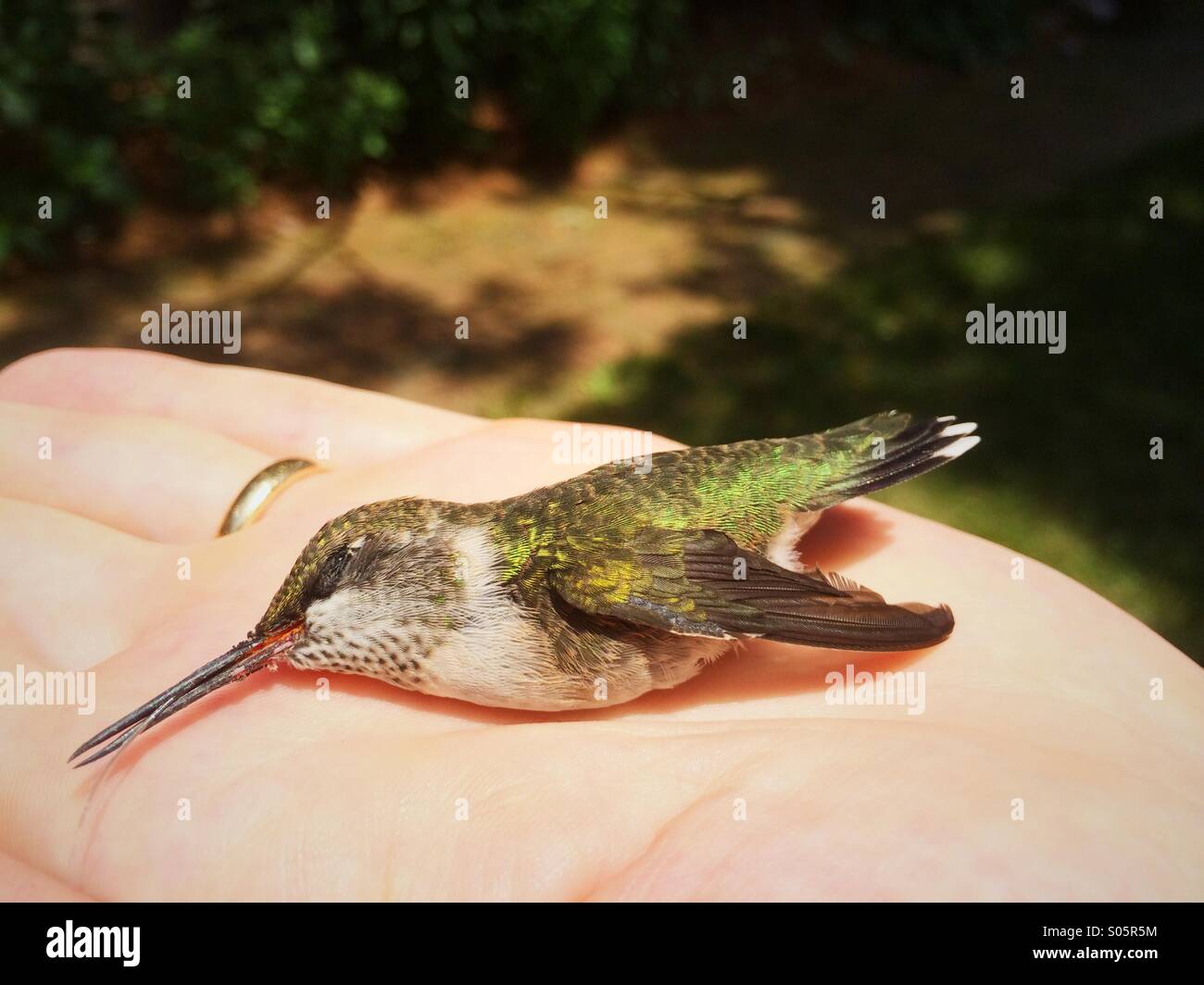 Dead hummingbird hi-res stock photography and images - Alamy