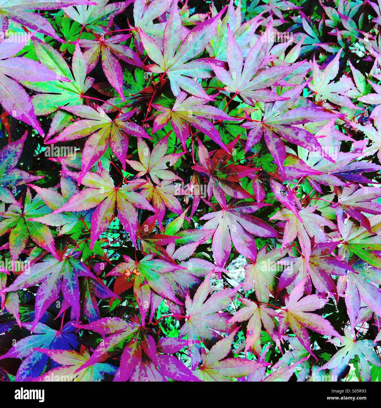 Multi coloured leaves hi-res stock photography and images - Alamy