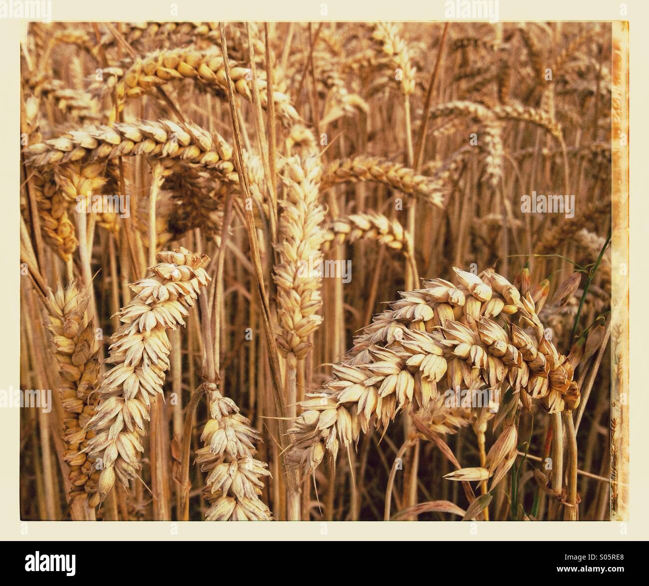 Wheat detail hi-res stock photography and images - Alamy