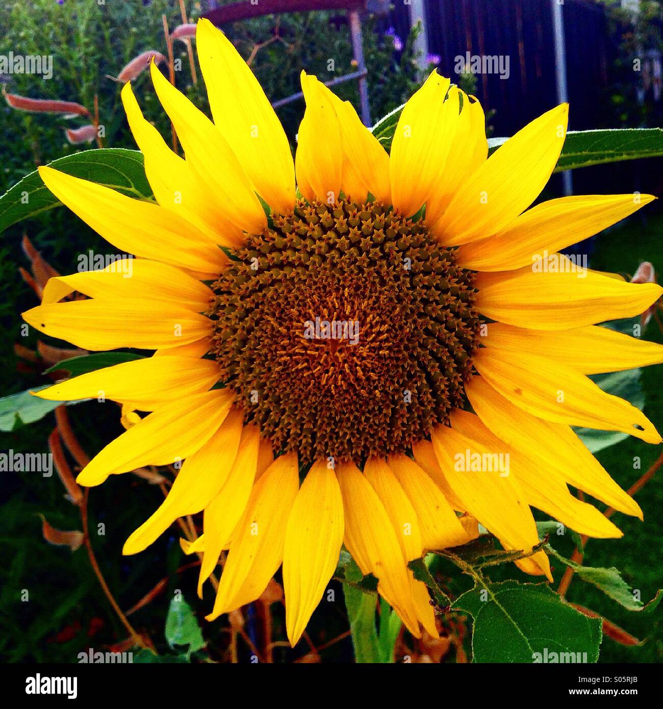 Country sunflower hi-res stock photography and images - Alamy