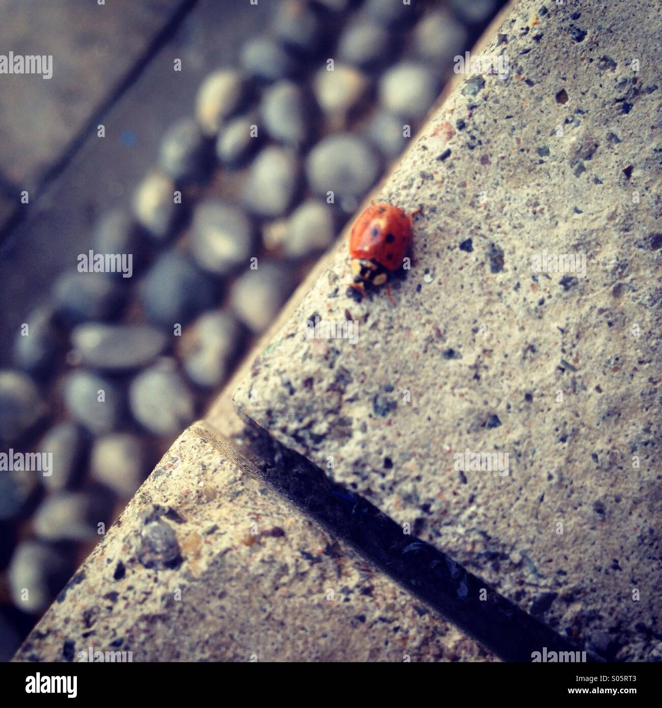 Ladybird Legs High Resolution Stock Photography and Images - Alamy