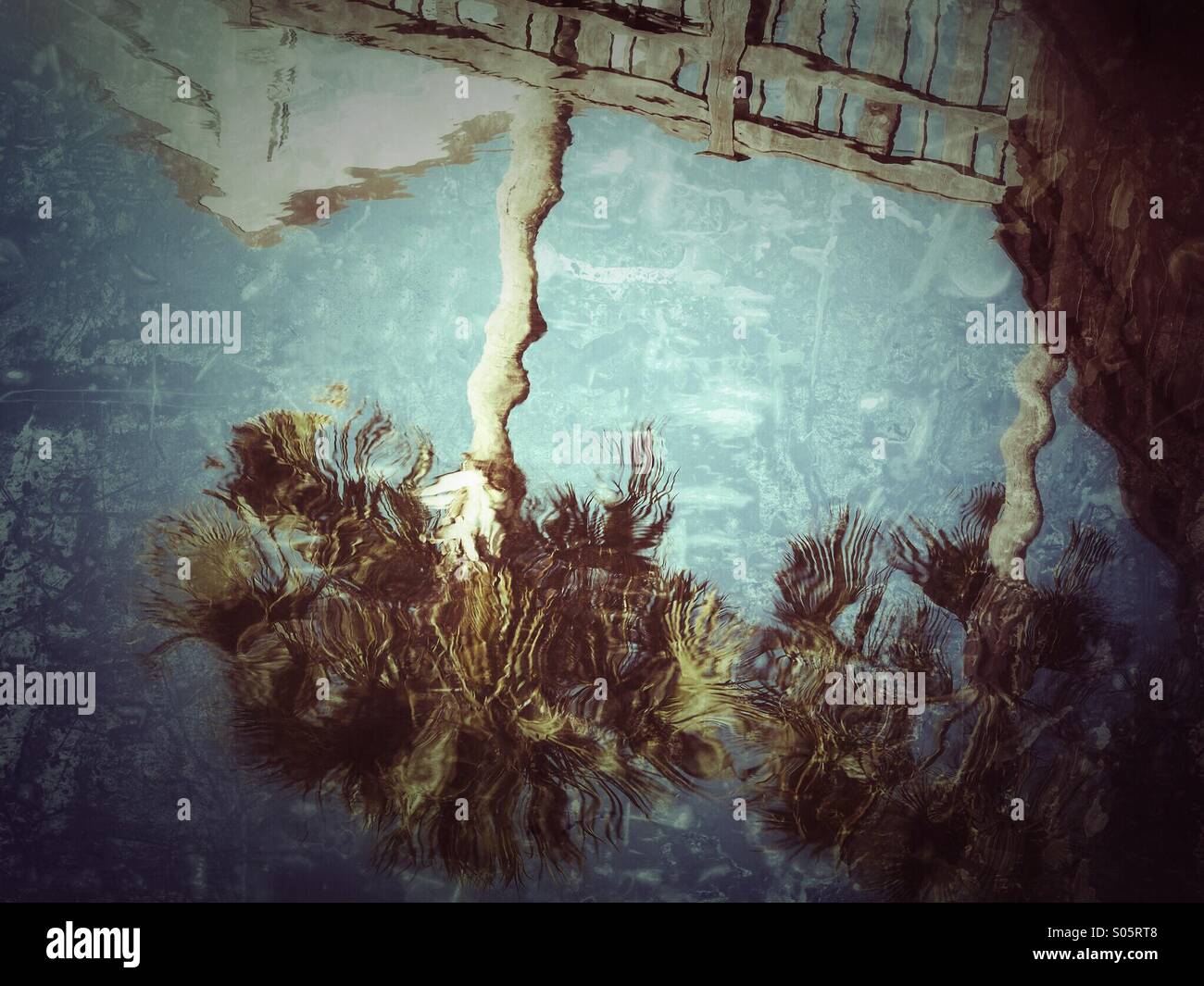 Palm tree or palm trees hi-res stock photography and images - Alamy