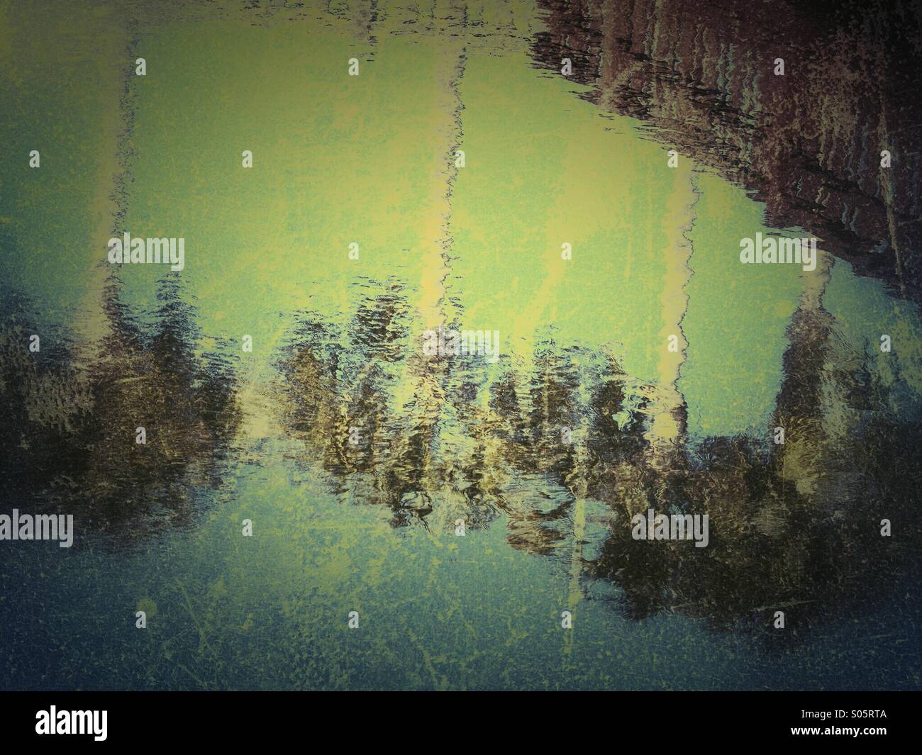 Palm trees reflecting upside down in a Florida pond Stock Photo - Alamy