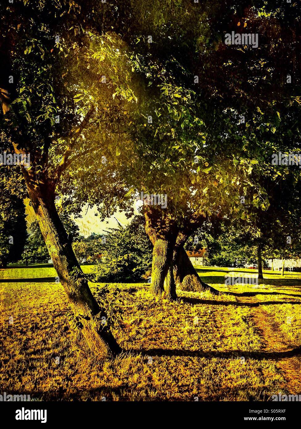 Line of trees growing at different angles Stock Photo - Alamy