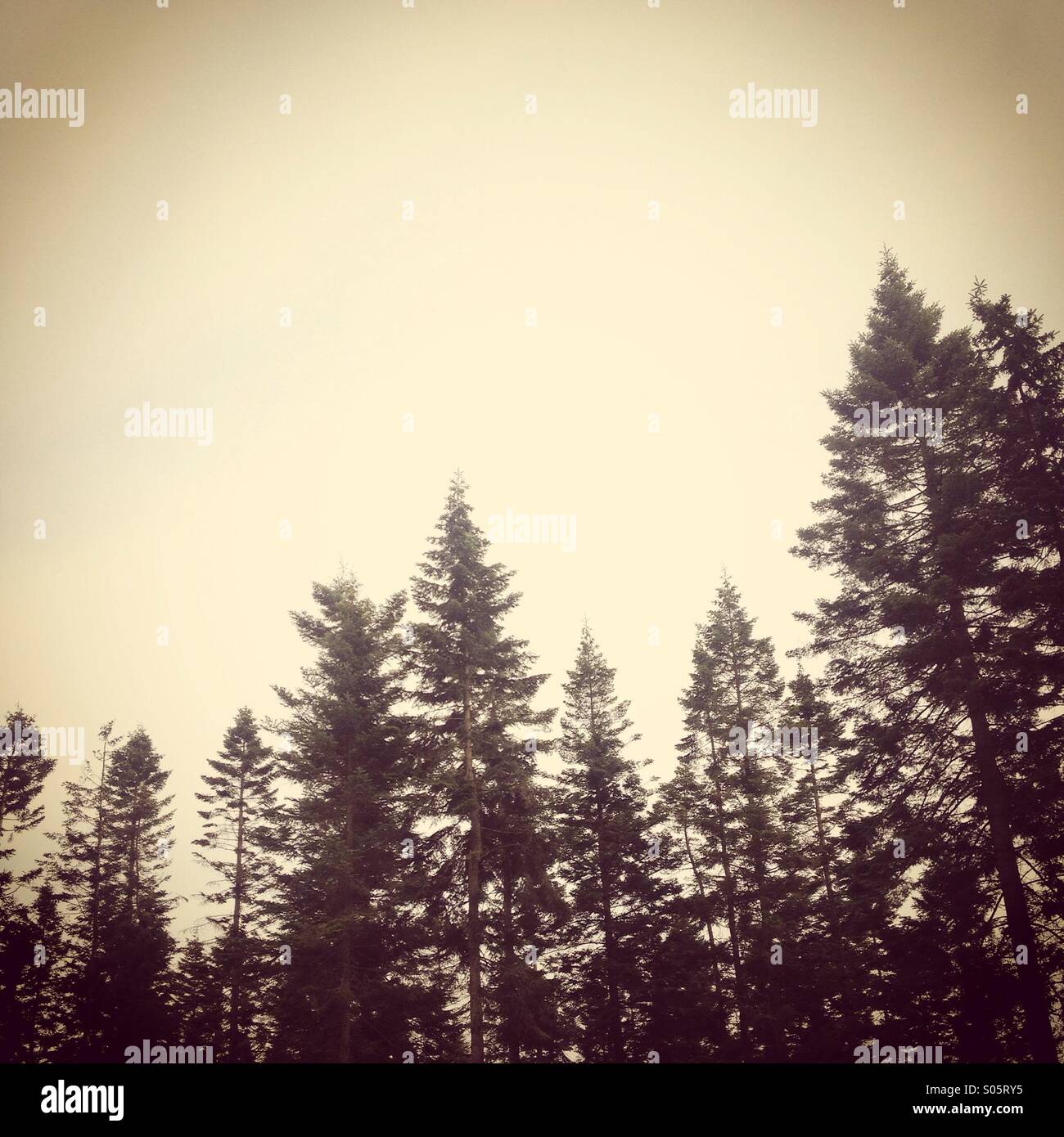 Tree line of Longleat forest, Wiltshire Stock Photo - Alamy