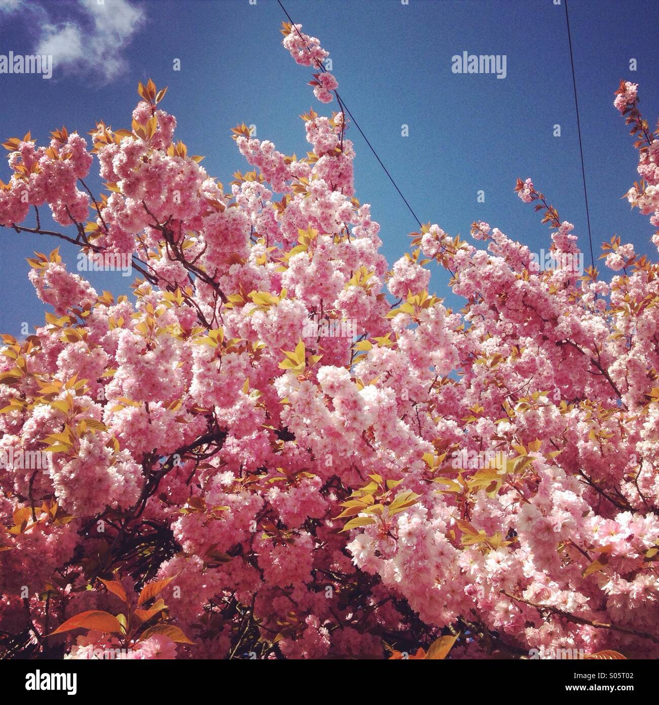 Cherry blossom in spring Stock Photo - Alamy