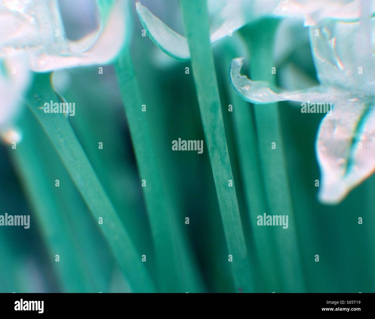 Onion seed flowers hi-res stock photography and images - Alamy