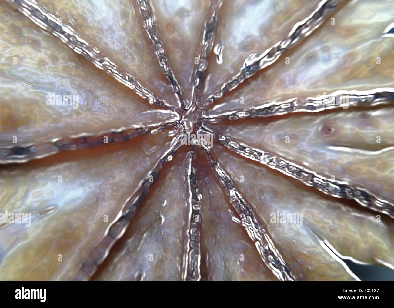 Poppy seed dispersal hi-res stock photography and images - Alamy