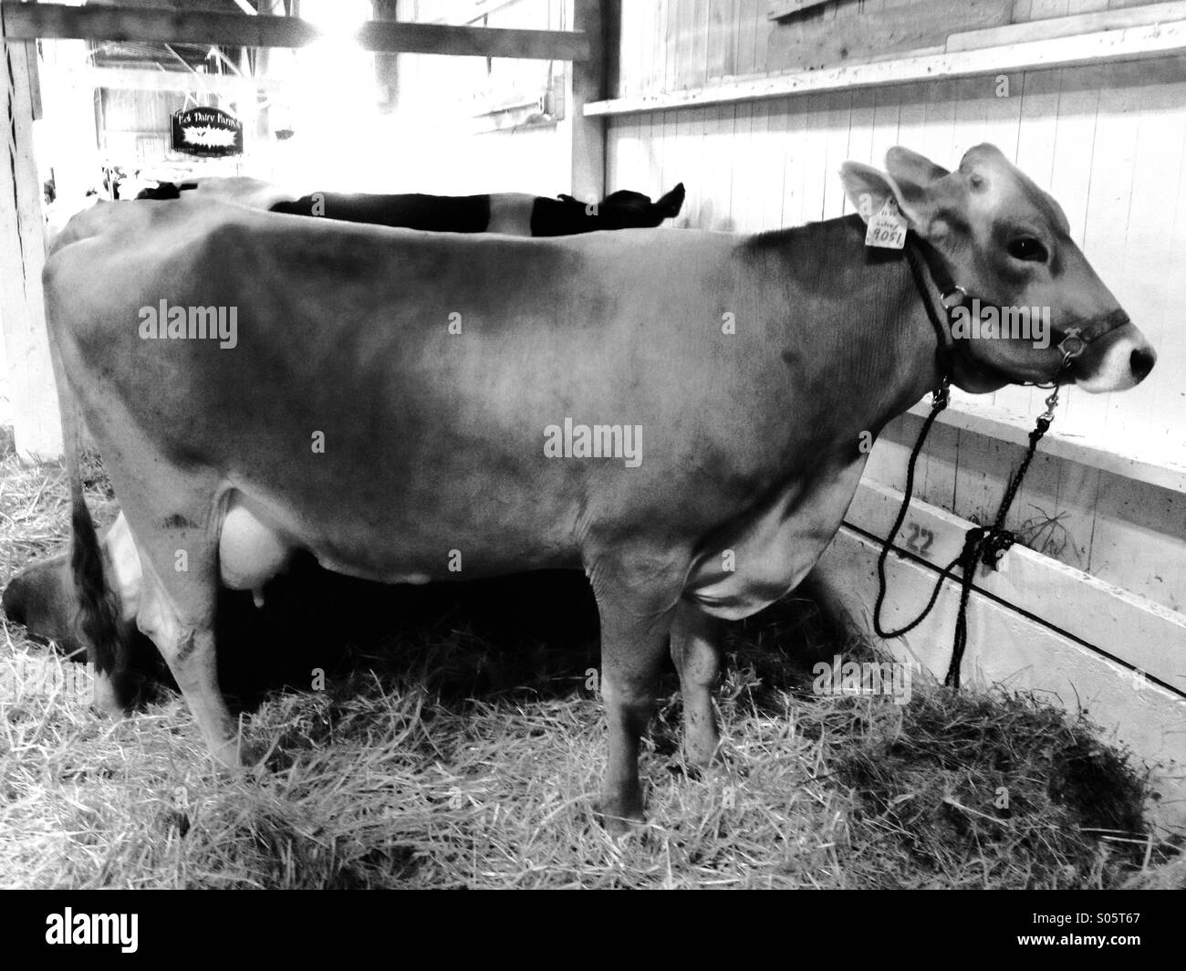 Milk Cow Black and White Stock Photos & Images - Alamy