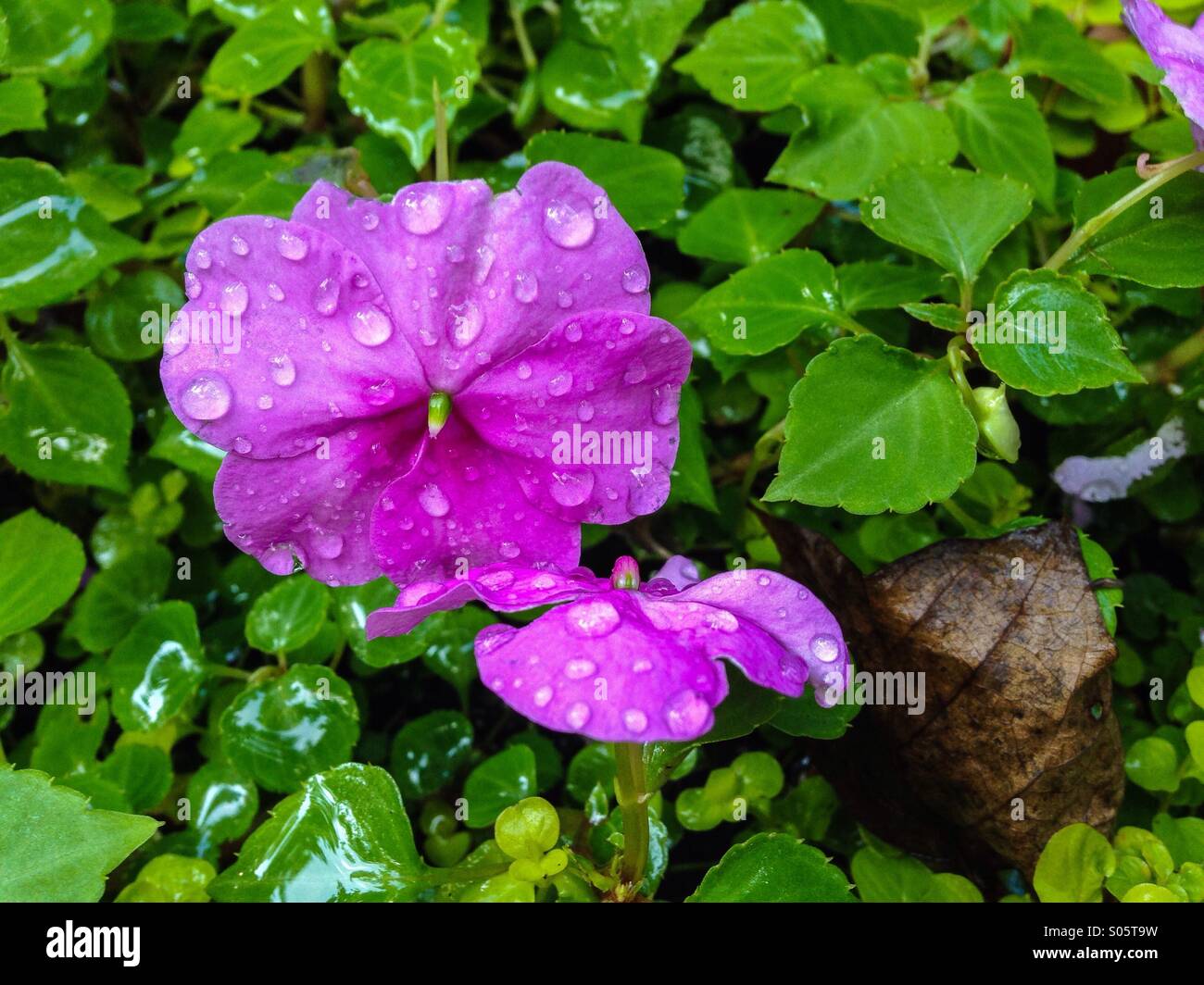 Wet flowers hi-res stock photography and images - Alamy