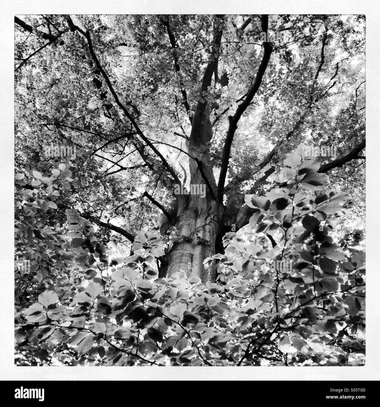 Tree crown hi-res stock photography and images - Alamy