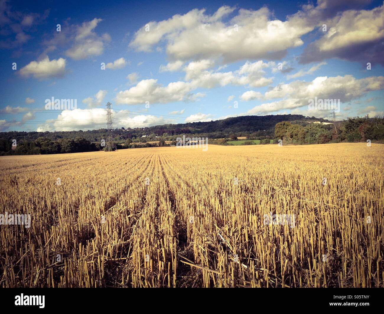 Stubble in a freshly harvested corn field Stock Photo - Alamy