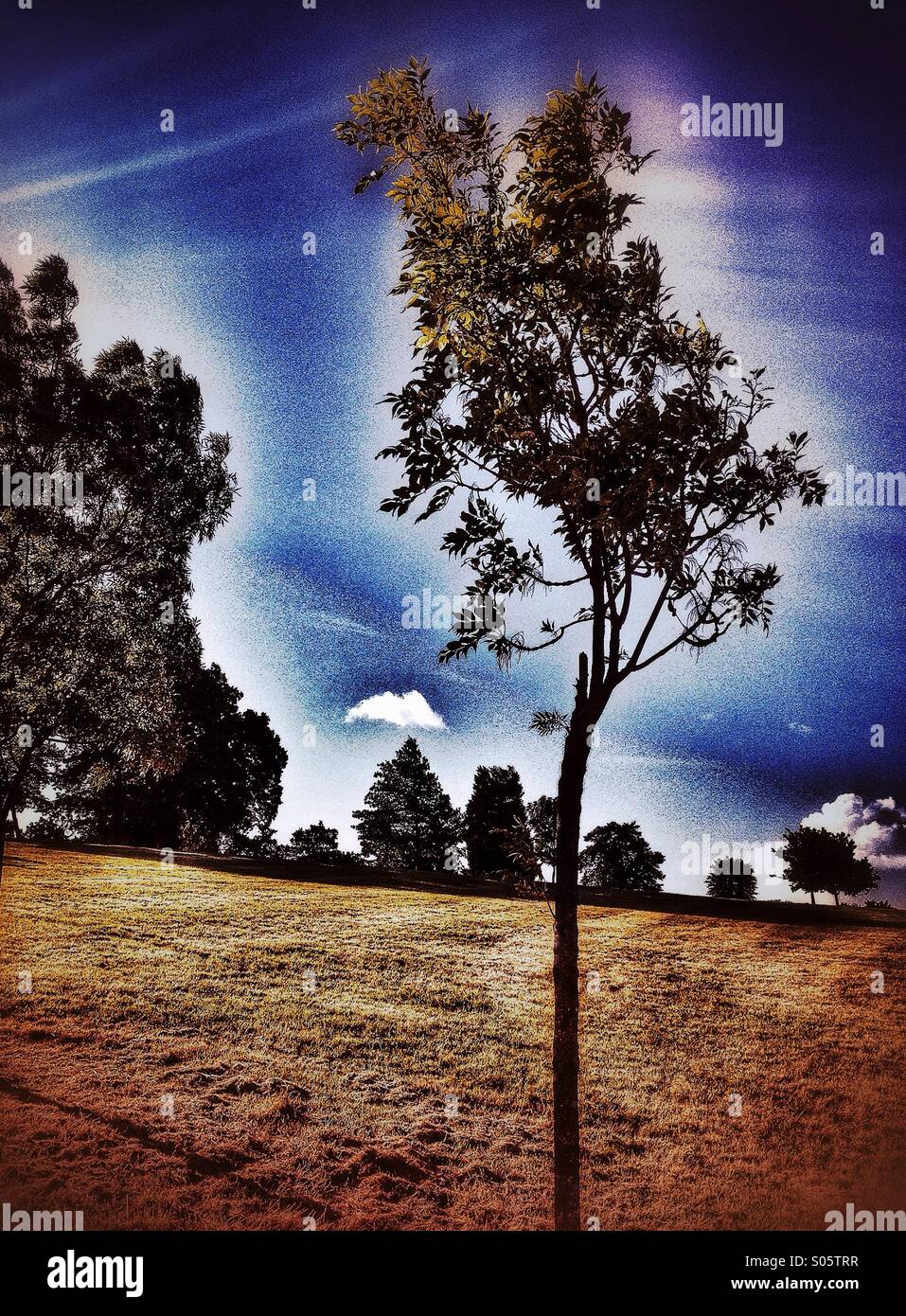 Young sapling on a tree lined hill in the sunshine Stock Photo - Alamy