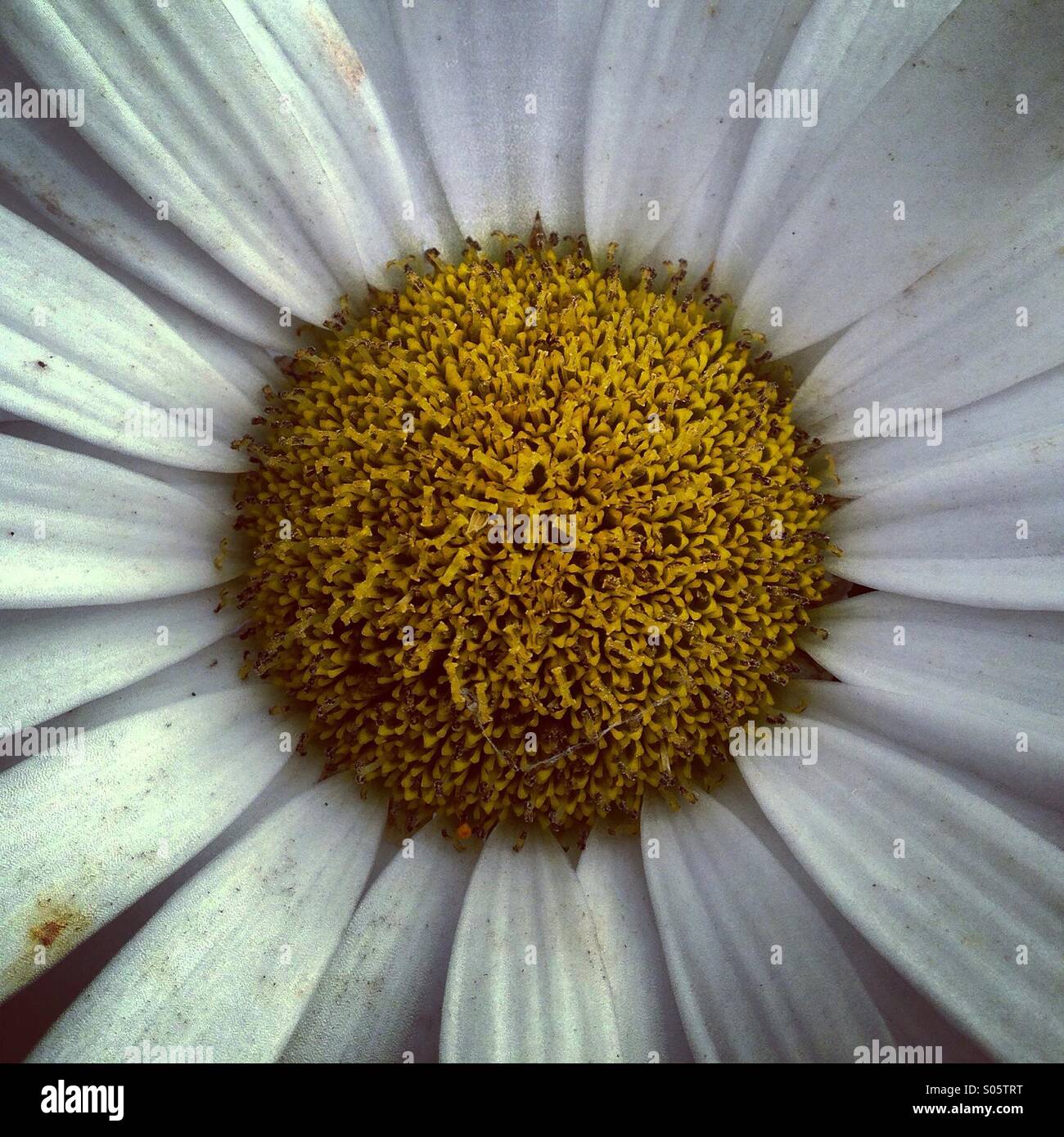 Radial symmetry hi-res stock photography and images - Alamy