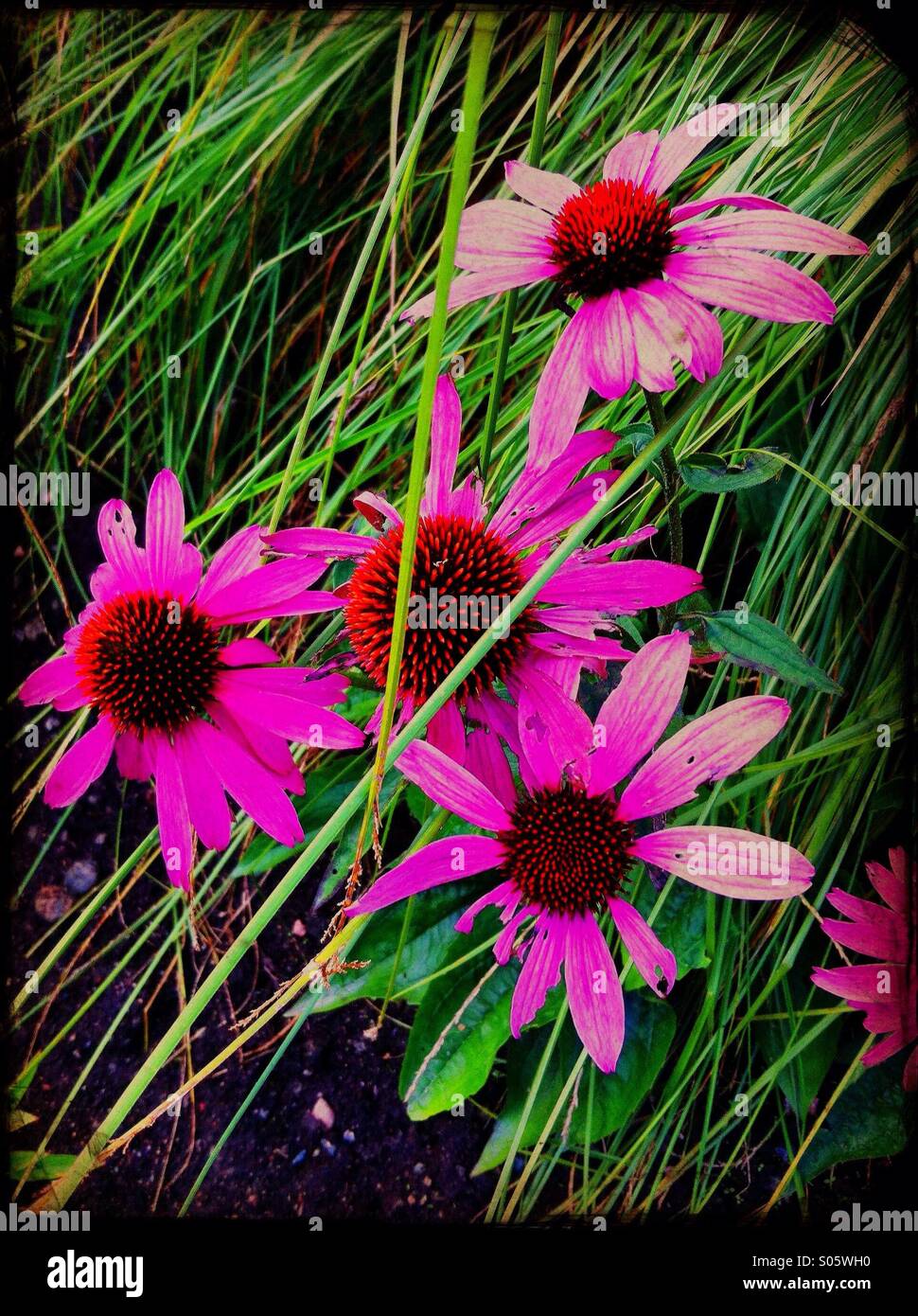 Pink flowers with hay Stock Photo - Alamy