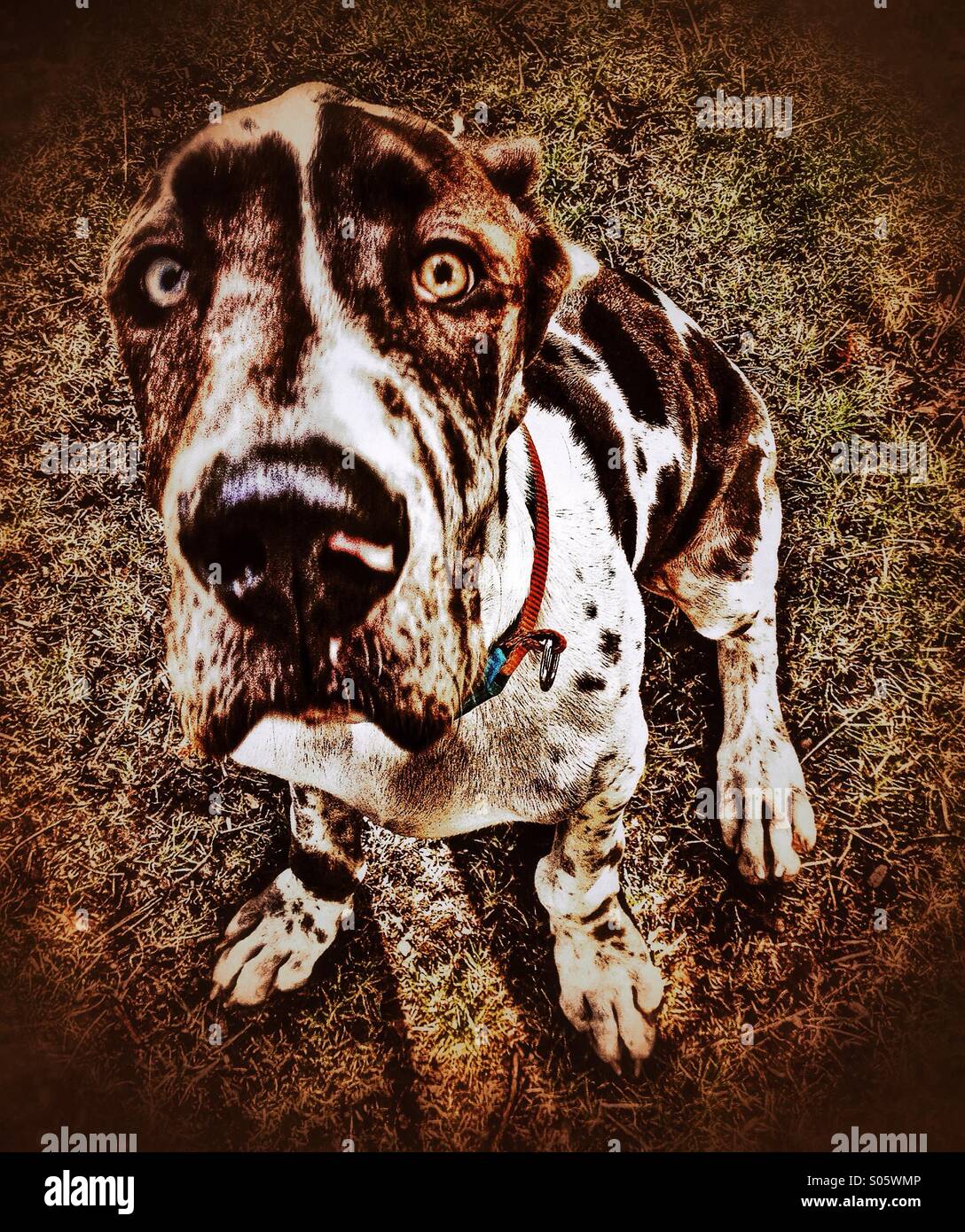 Big dane hi-res stock photography and images - Alamy