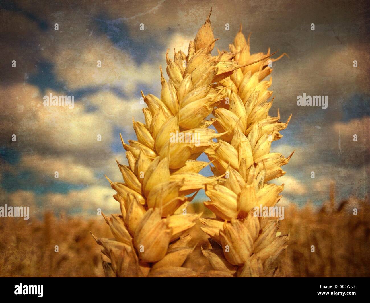 Two heads of wheat Stock Photo - Alamy