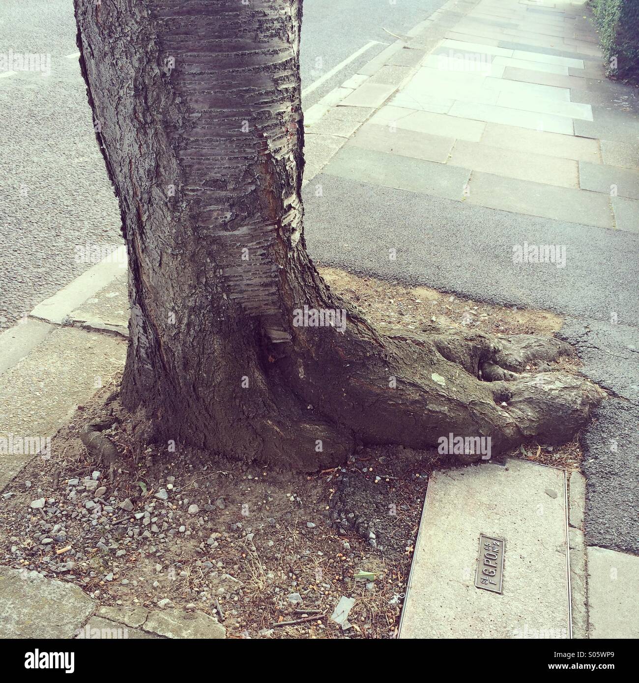 Tree foot roots Stock Photo - Alamy
