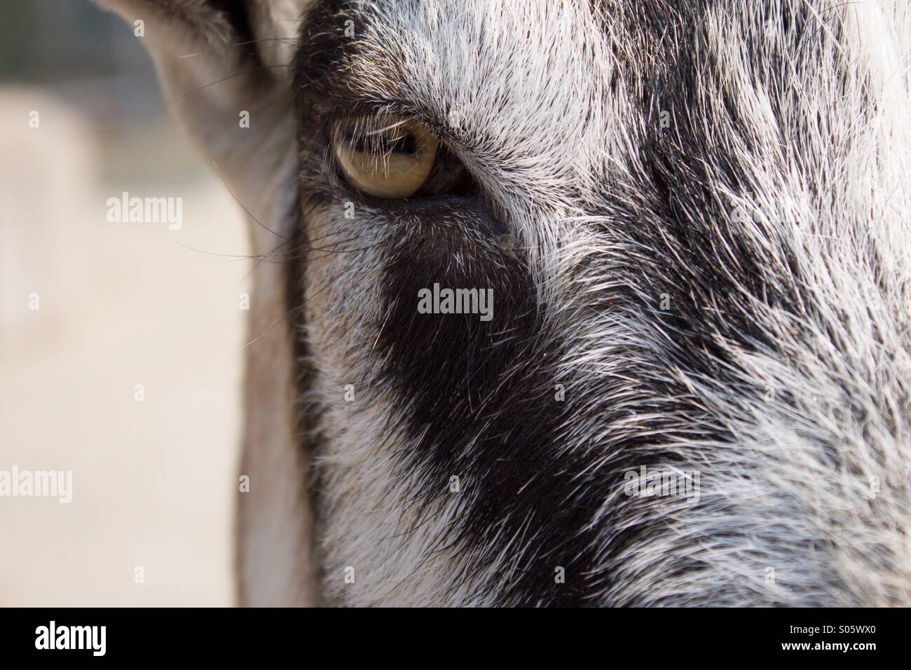 Eye of goat hi-res stock photography and images - Alamy