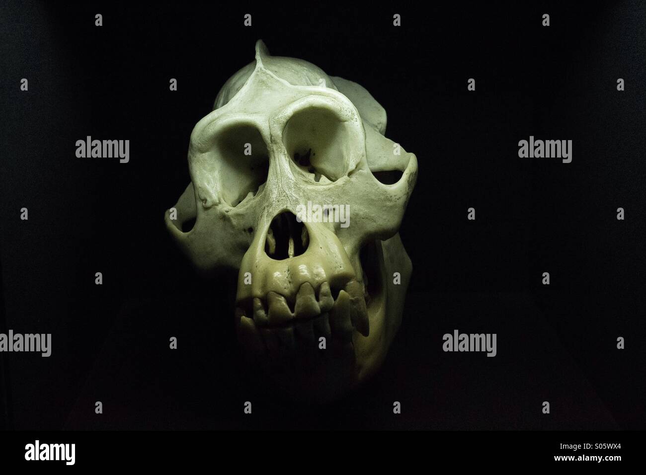 Skull monkeys hi-res stock photography and images - Alamy