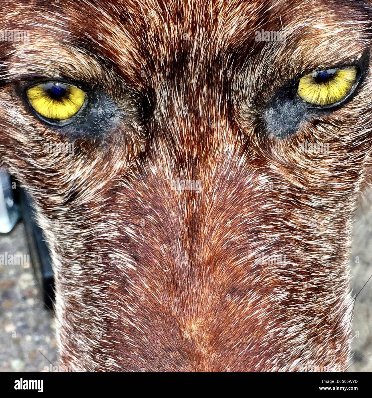 Wolf face hi-res stock photography and images - Alamy