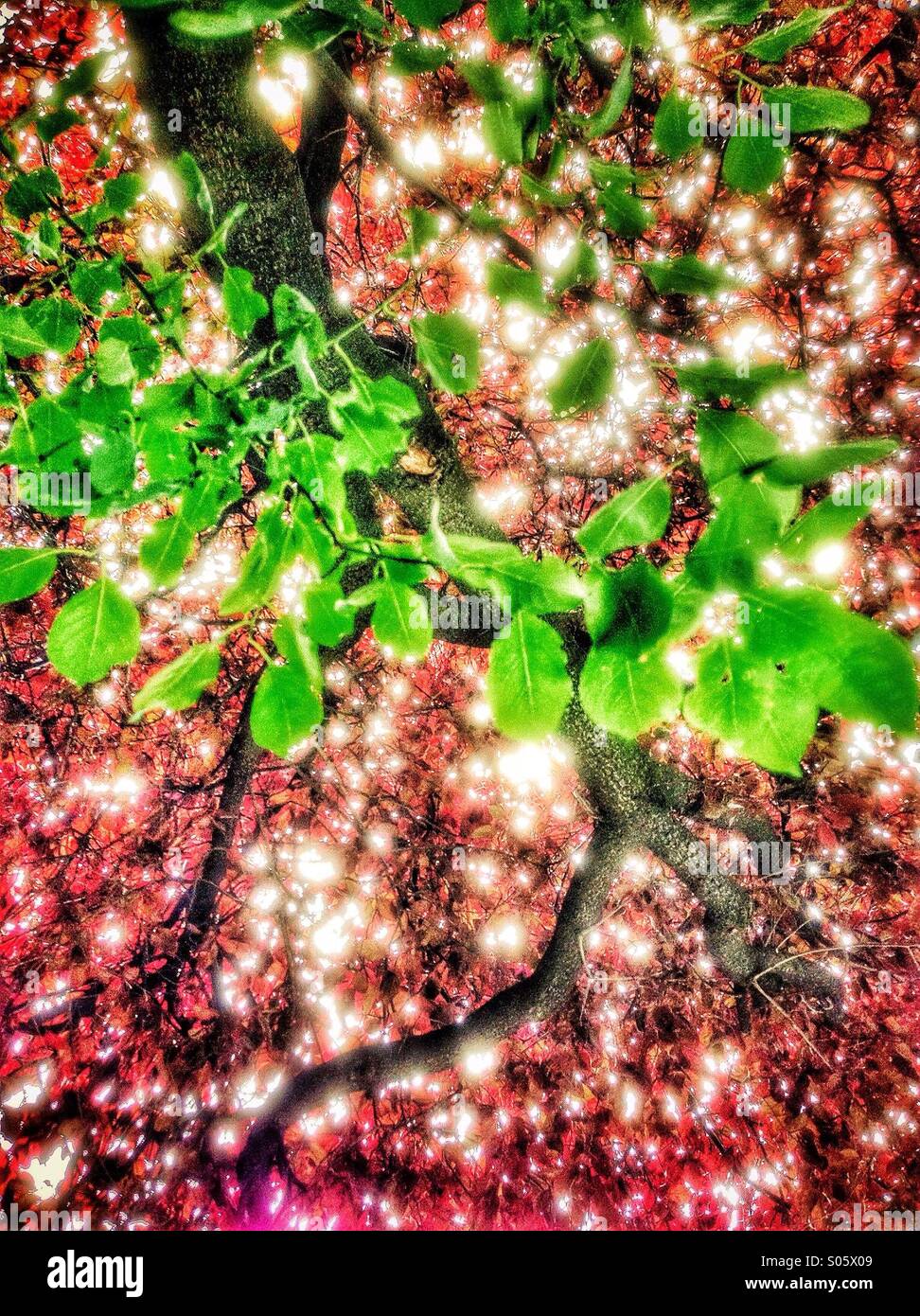 Light and Leaves Stock Photo - Alamy