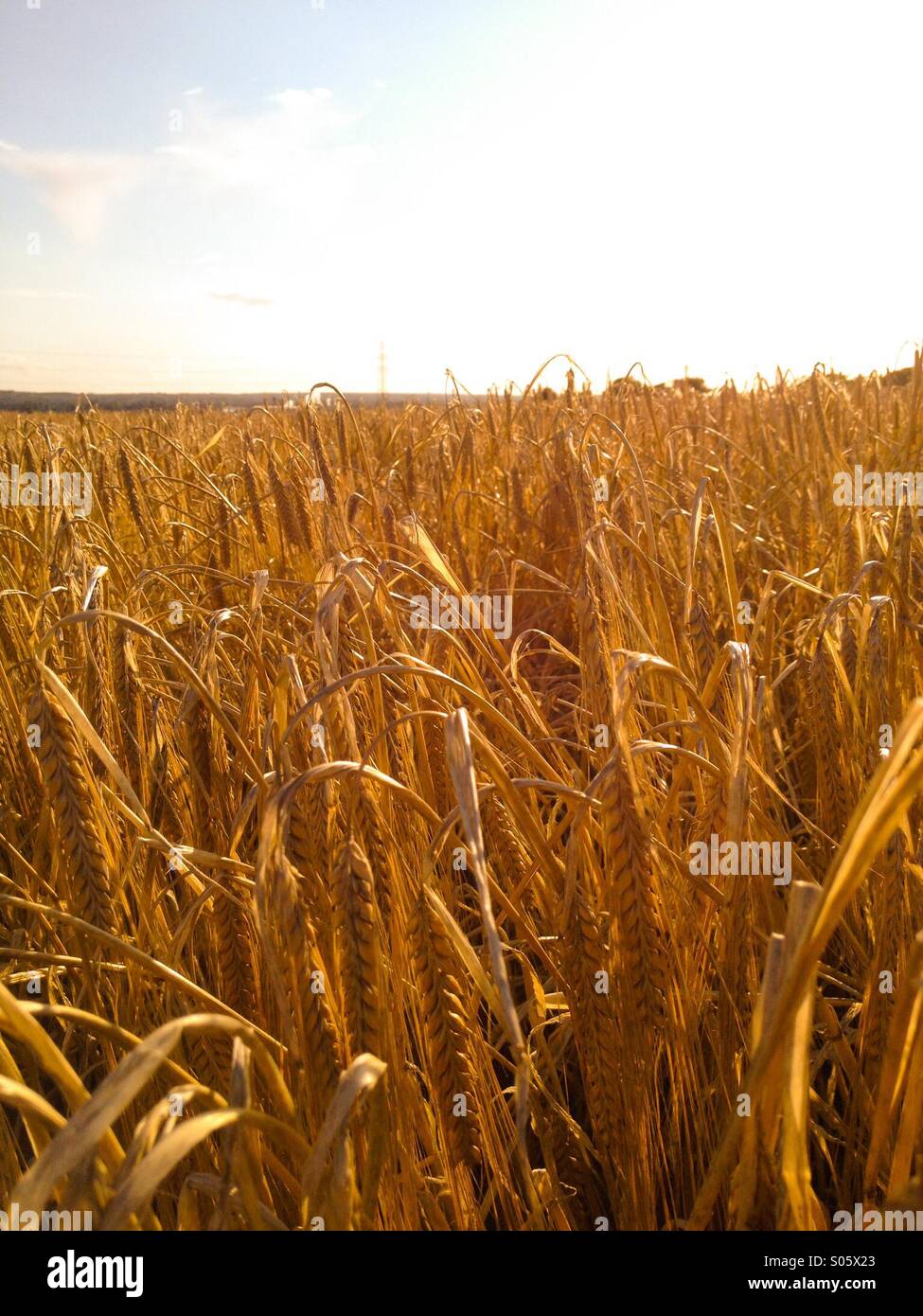 Ripe barley crop in smartphone stock photos and images - Alamy
