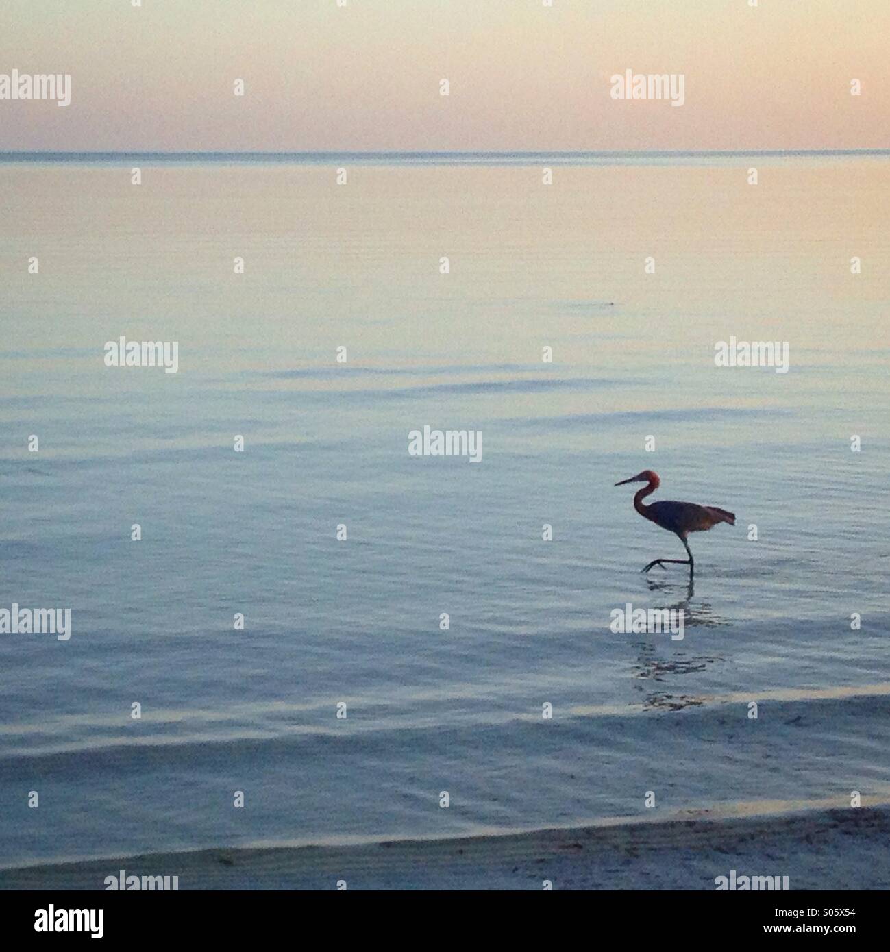 An ibis walks in the beach in Holbox island, Quintana Roo, Yucatan ...