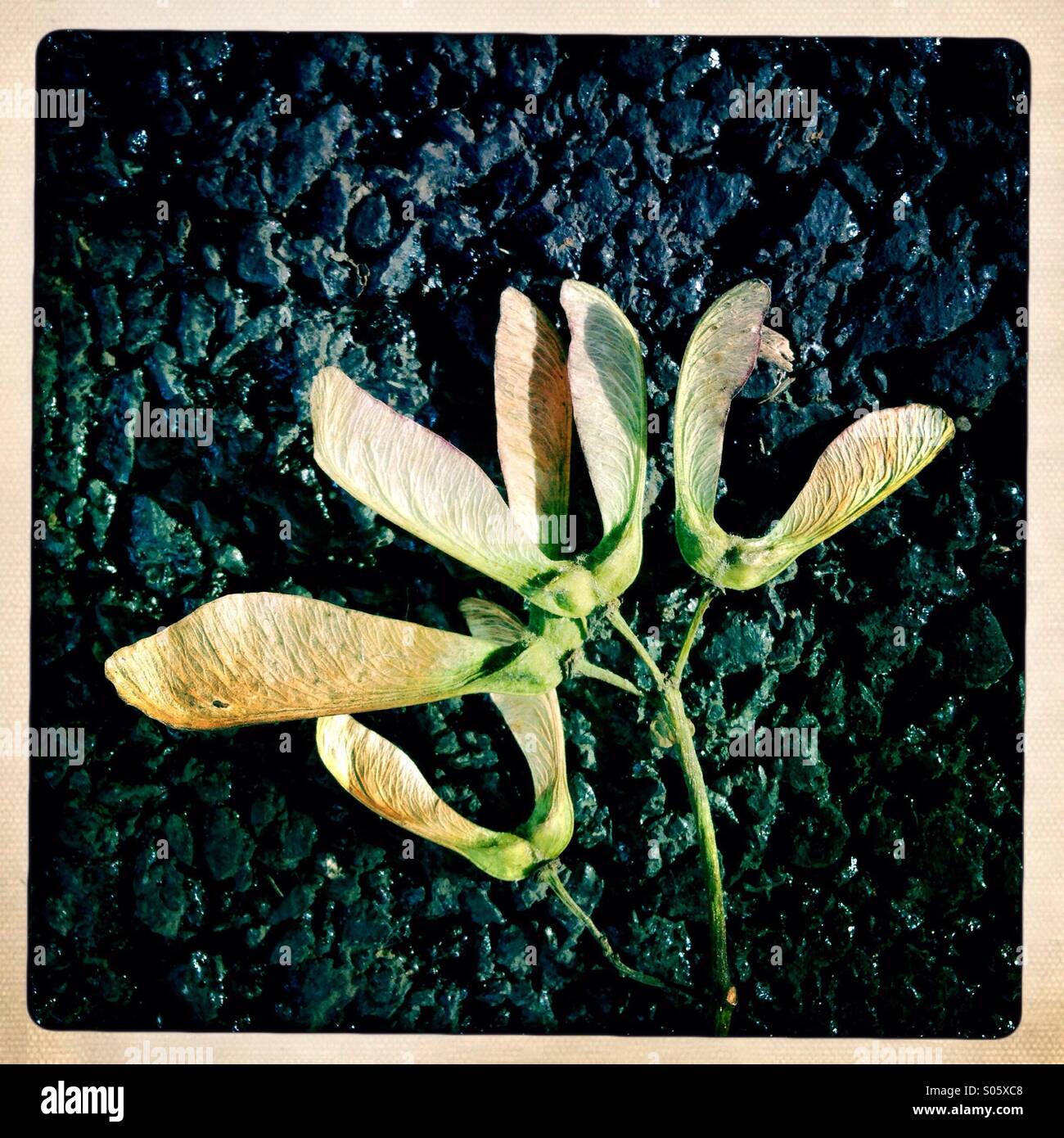 Sycamore helicopters hi-res stock photography and images - Alamy