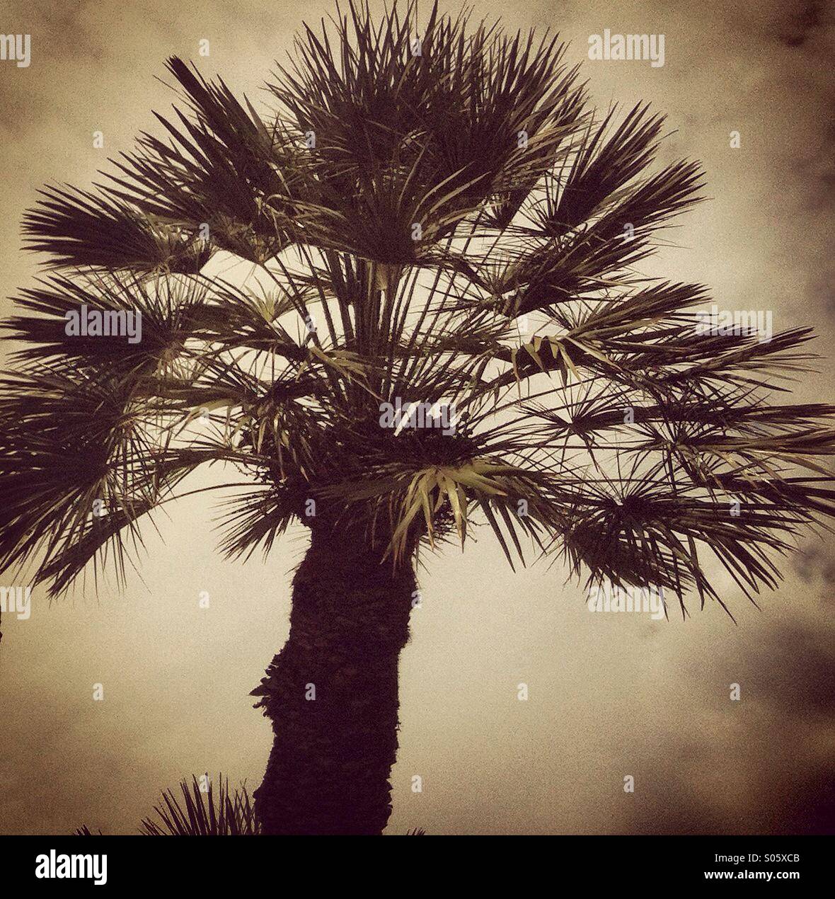 Singular tree hi-res stock photography and images - Alamy