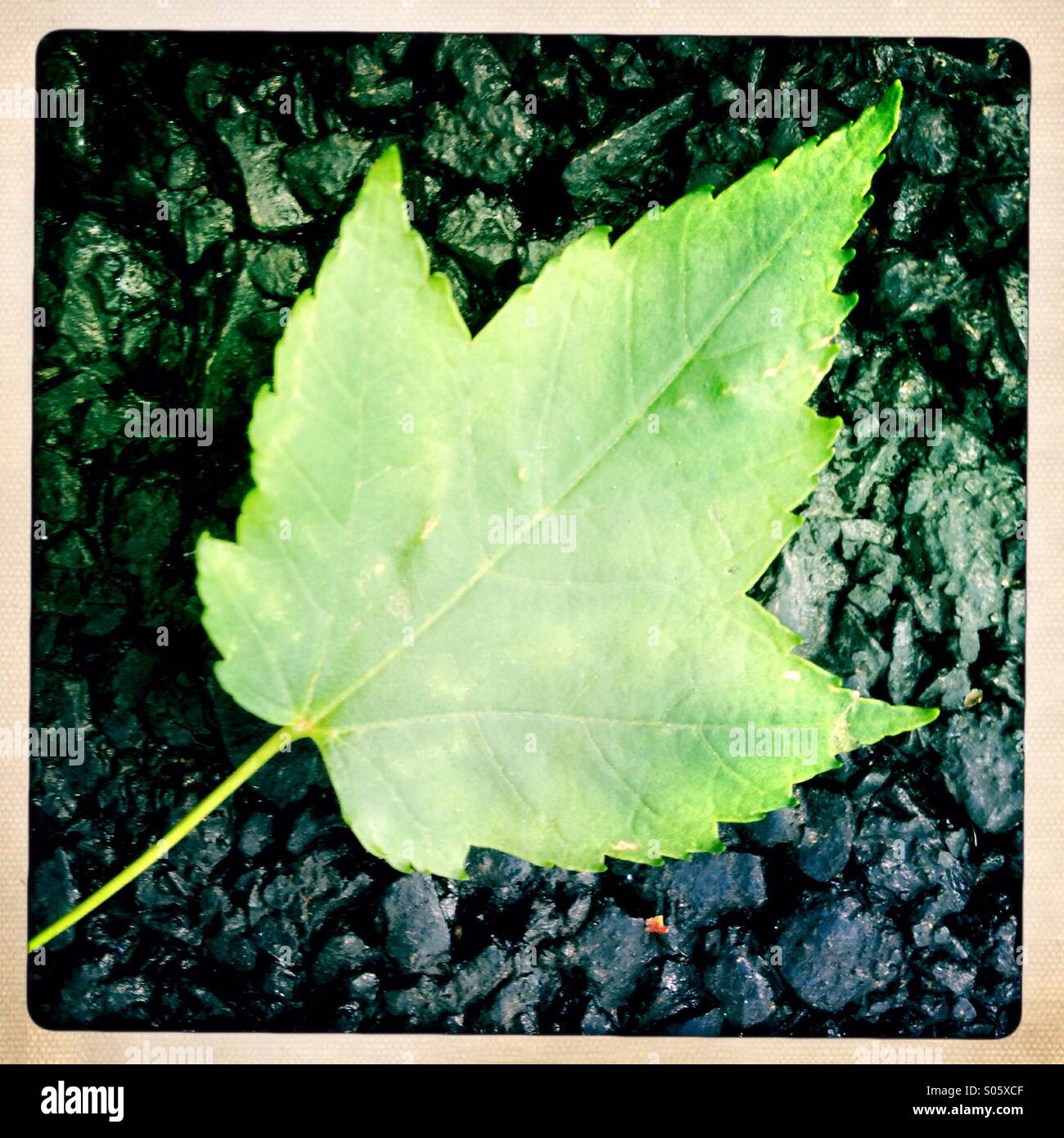 Sycamore tree autumnal hi-res stock photography and images - Alamy