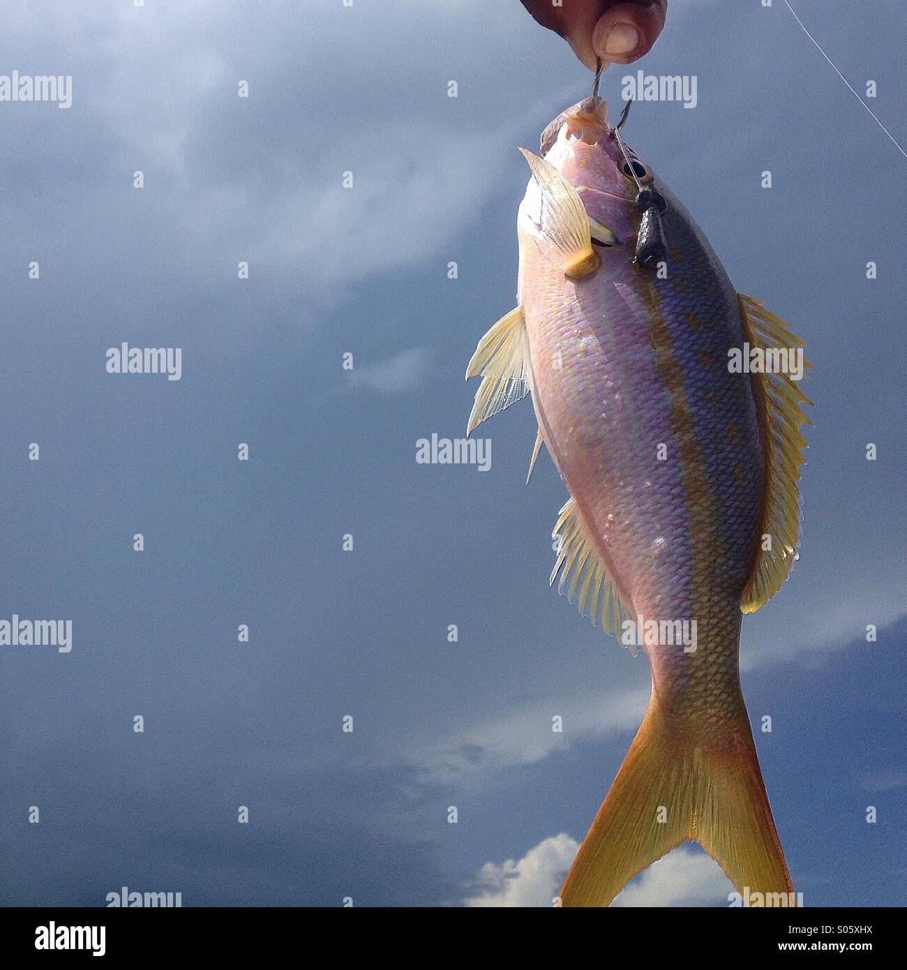 A fish dying after been catched by a tourist in Holbox, Quintana Roo ...