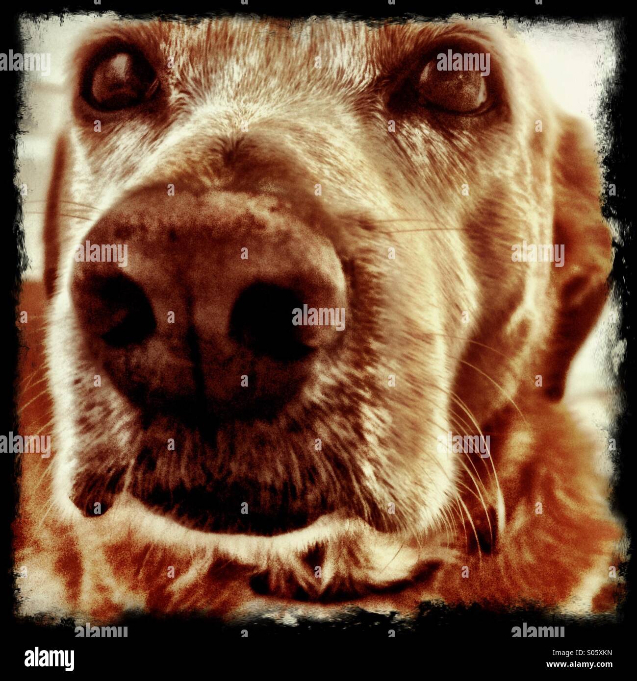 Face faces hi-res stock photography and images - Alamy