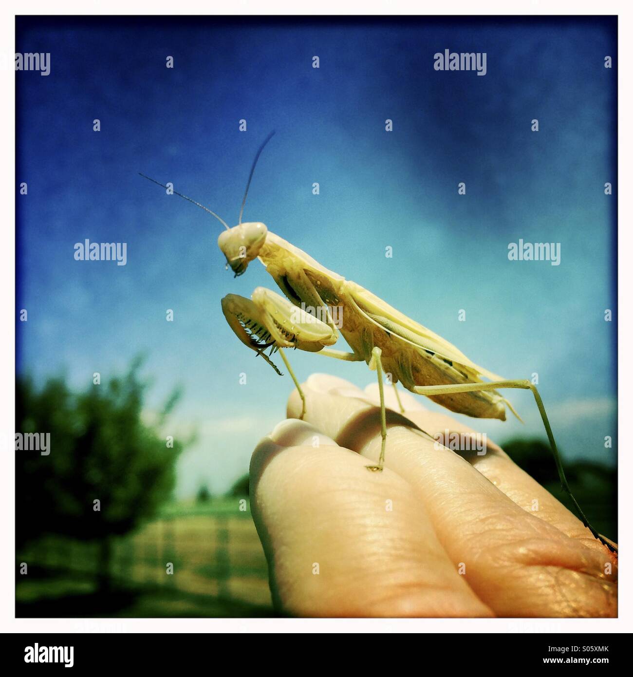 Praying mantis on a man's hand. Stanislaus county, California, USA ...