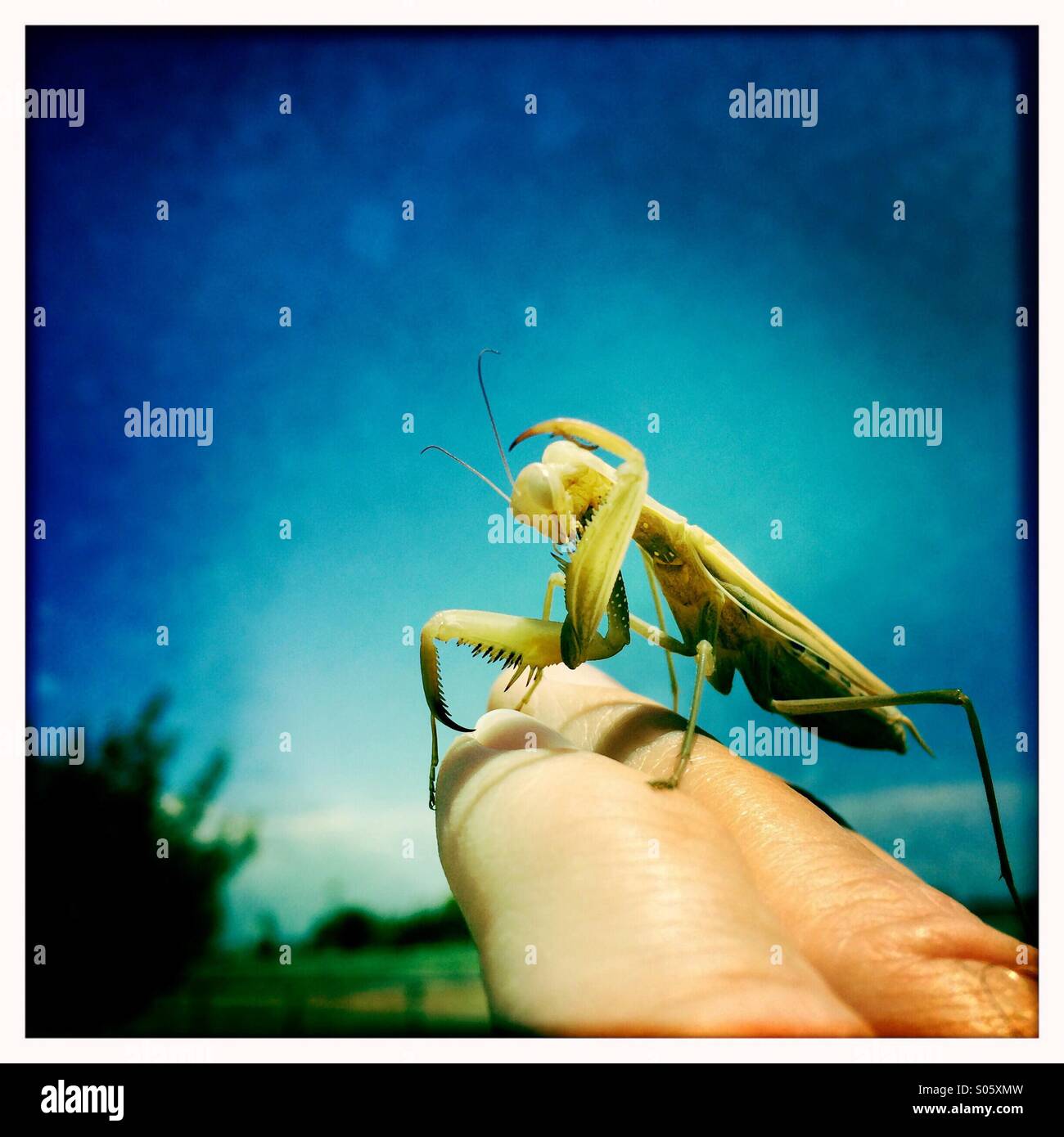 Praying mantis cleaning itself on a man's hand. Stanislaus county ...