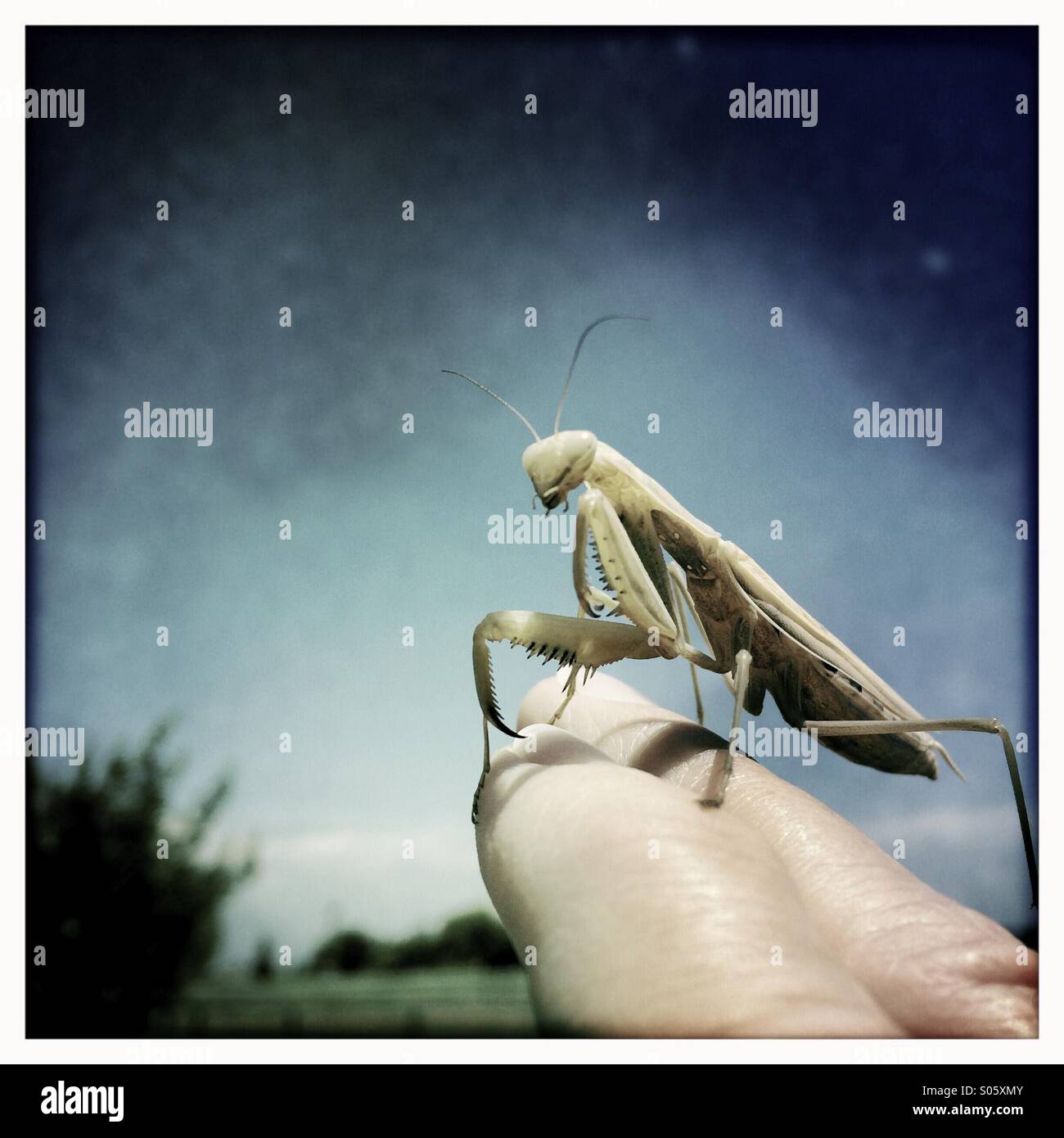 Praying mantis on a man's hand. Stanislaus county, California, USA ...
