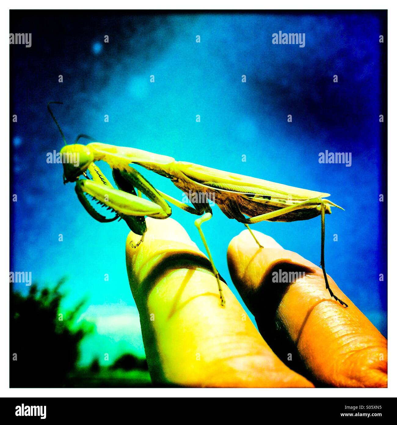 California Mantis High Resolution Stock Photography and Images - Alamy