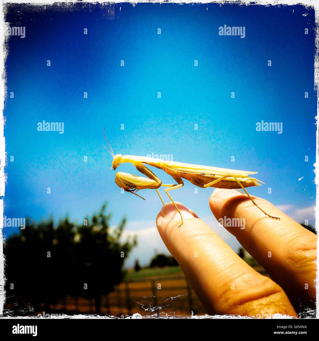 Praying mantis on a man's hand. Stanislaus county, California, USA ...