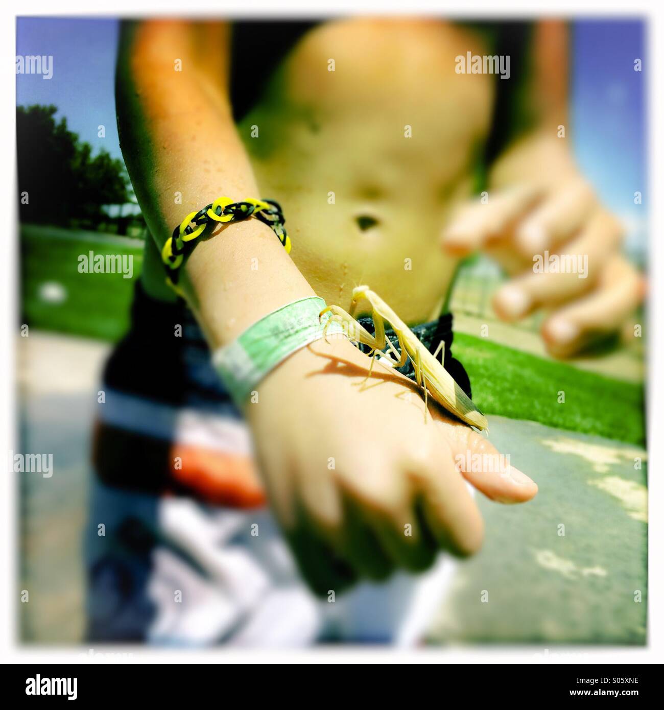 Praying mantis on a six year old boy's hand. Stanislaus county ...