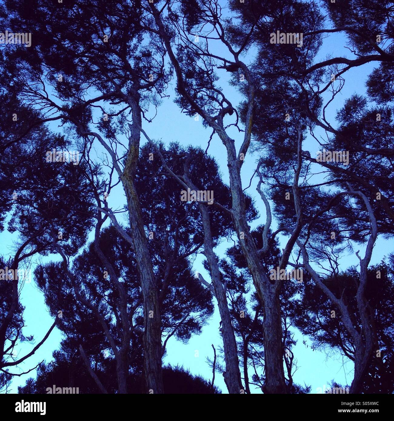 High trees against a blue sky Stock Photo - Alamy