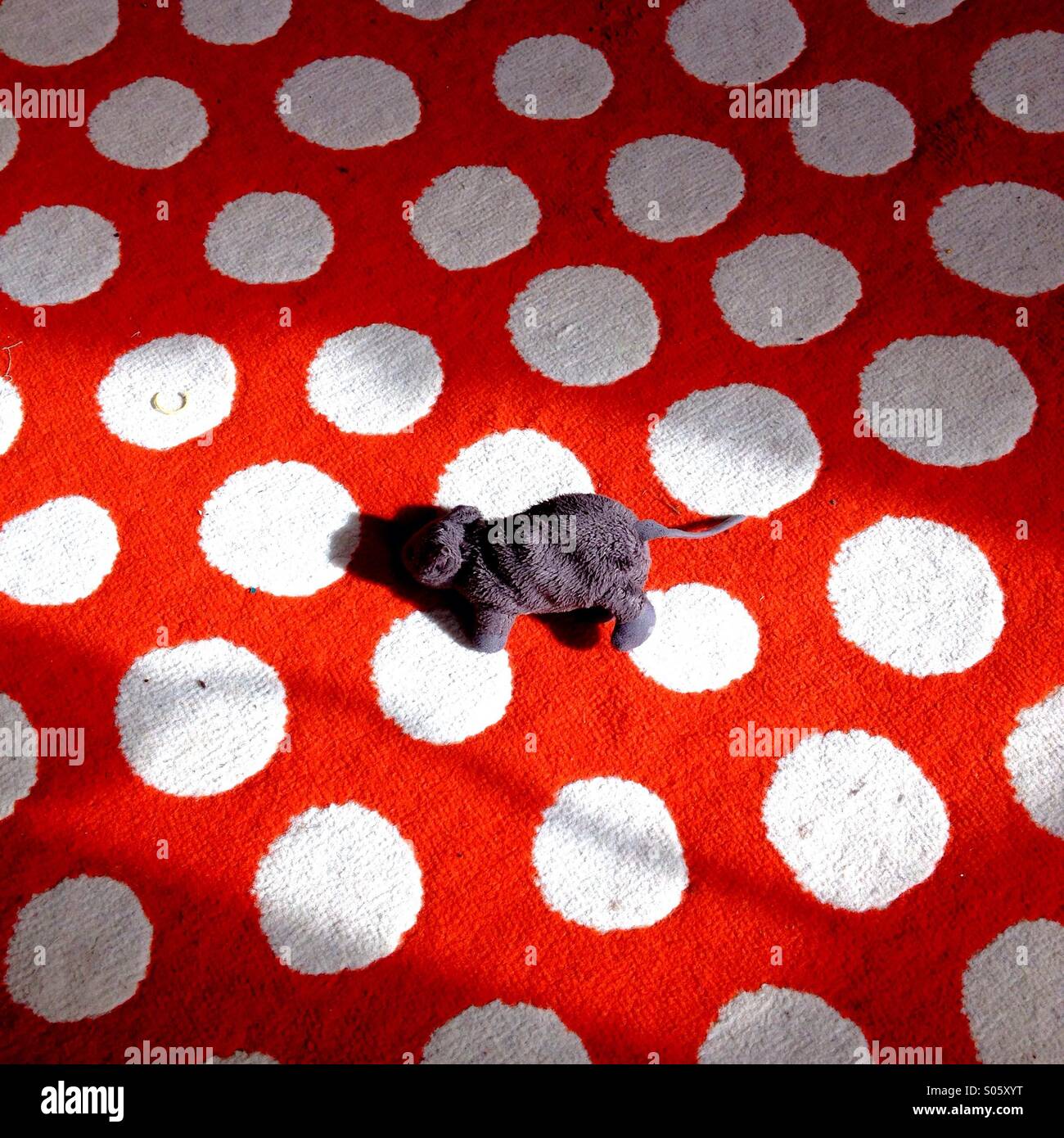Red carpet rat hi-res stock photography and images - Alamy
