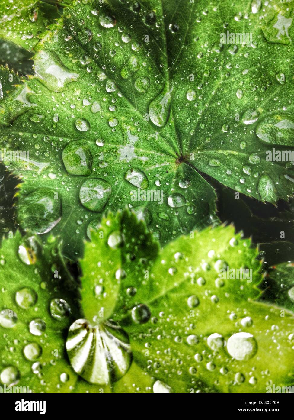 Water droplets on plant leaves hi-res stock photography and images - Alamy