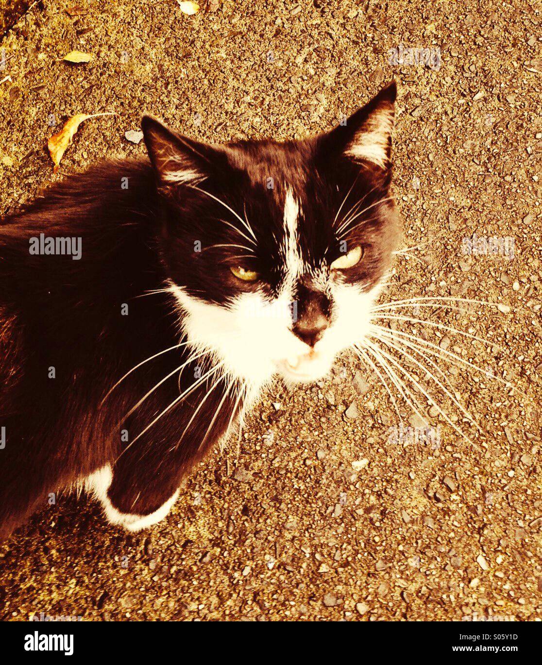 Lurking hi-res stock photography and images - Alamy