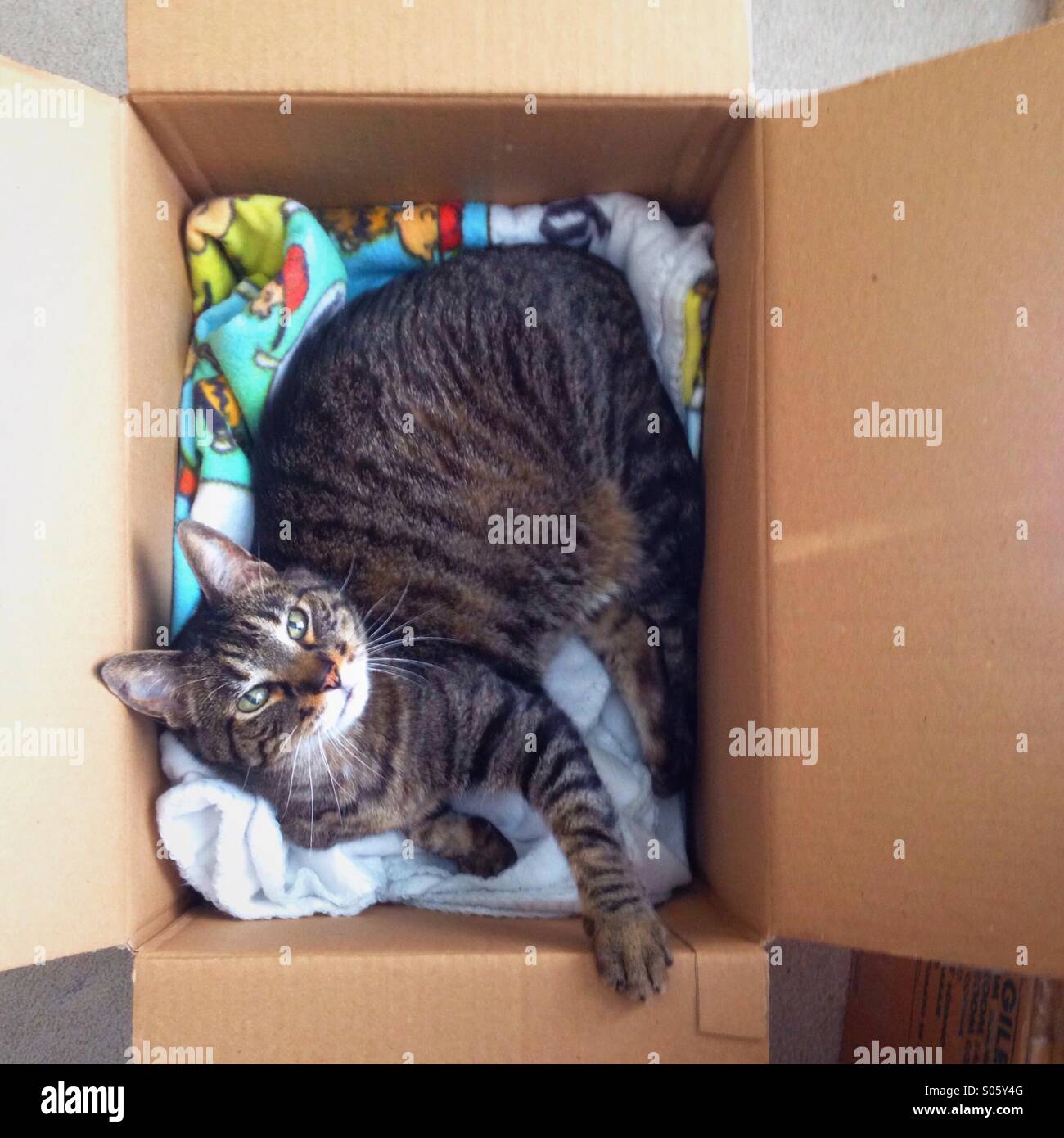 Cat in a box Stock Photo - Alamy
